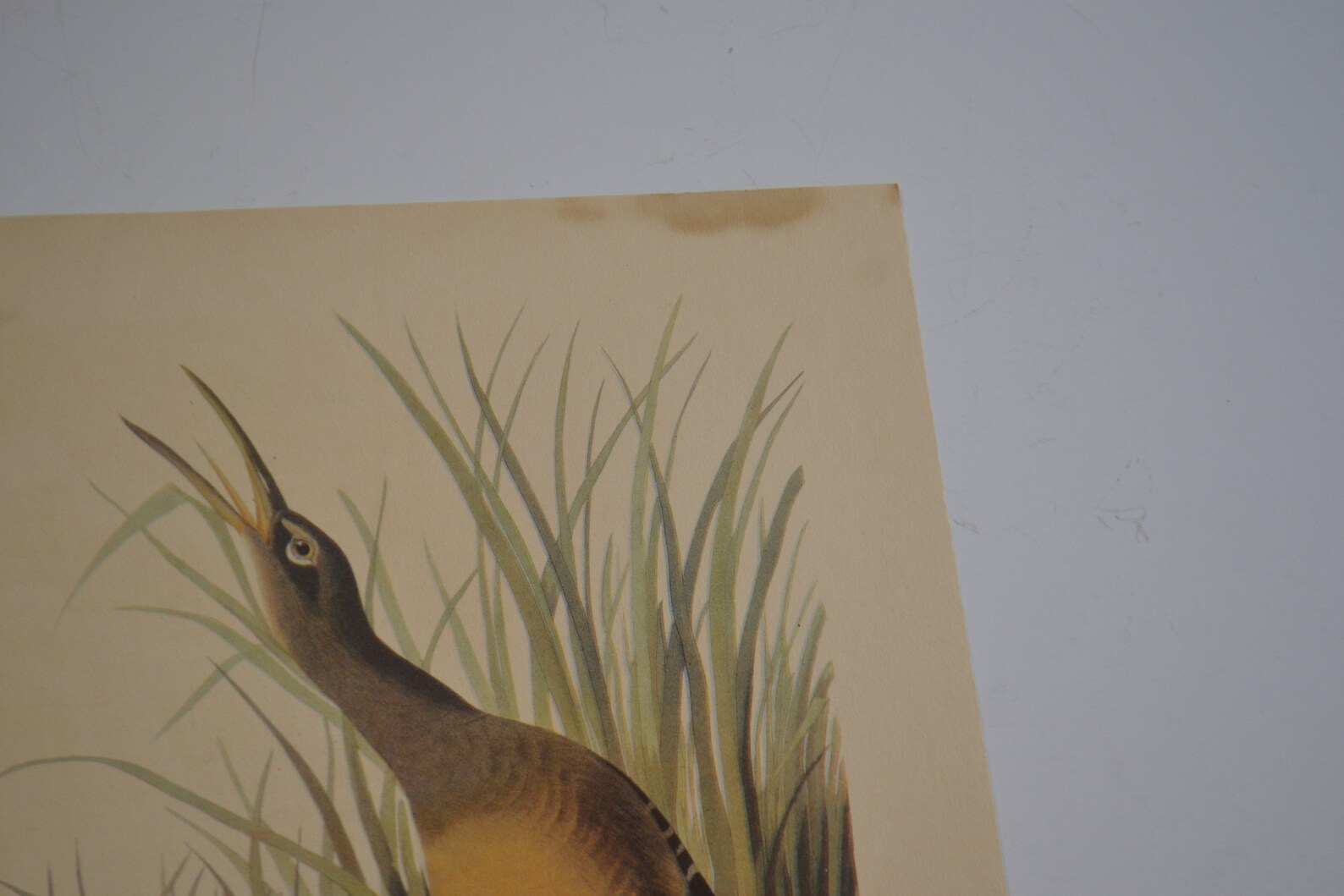 Vintage Frameable Clapper Rail Bird Book Art Print - Etsy