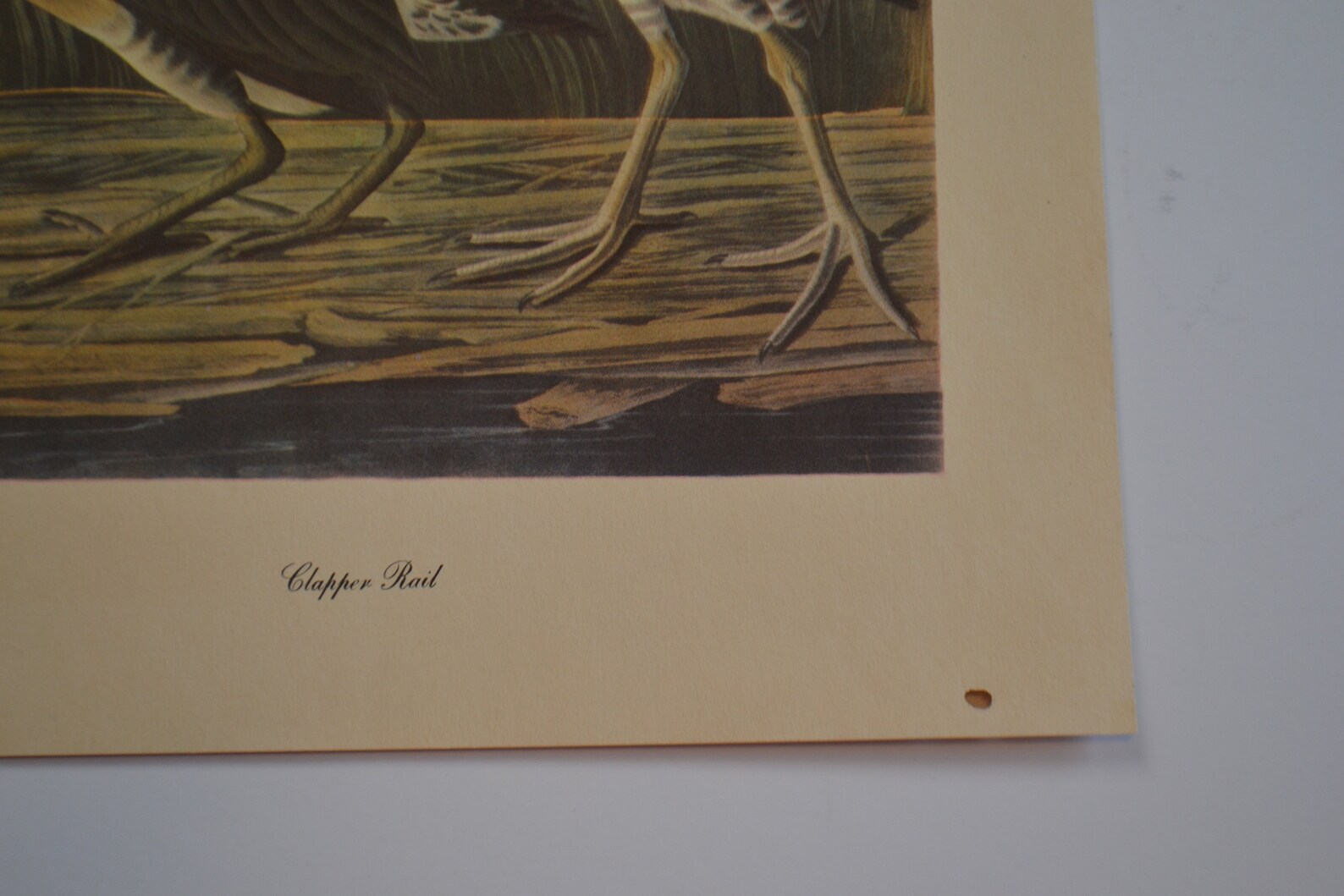 Vintage Frameable Clapper Rail Bird Book Art Print - Etsy