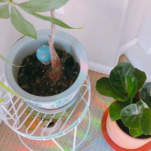 Hold Onto Your Buns! Suncatcher Sticker Rainbow Maker Window Decal - Etsy