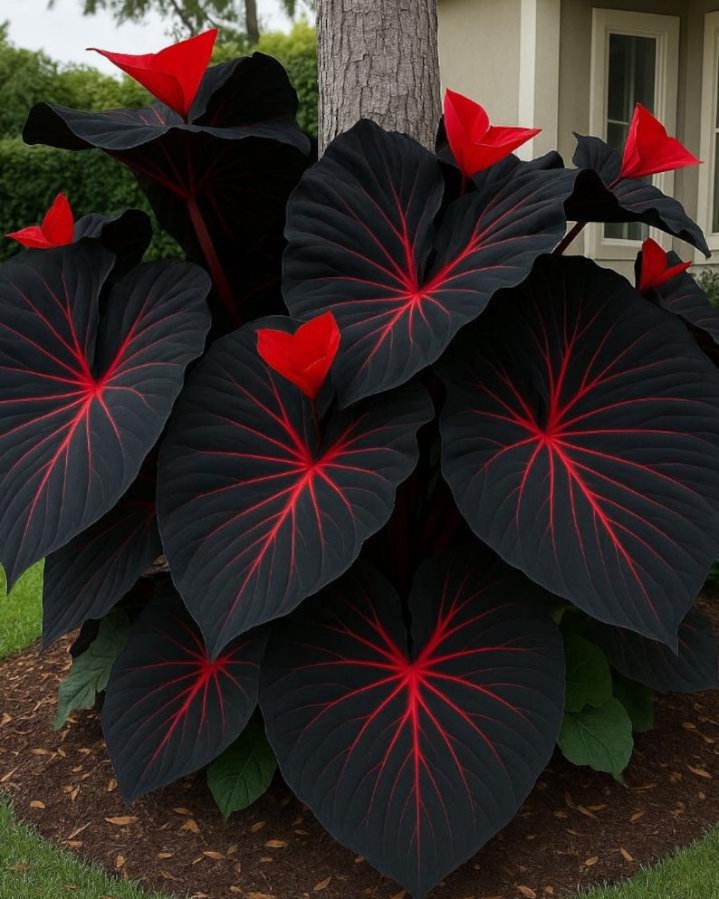 Black Caladium Flowers 100 Seeds Araceae Elephant Ear Heart Jesus Angel ...