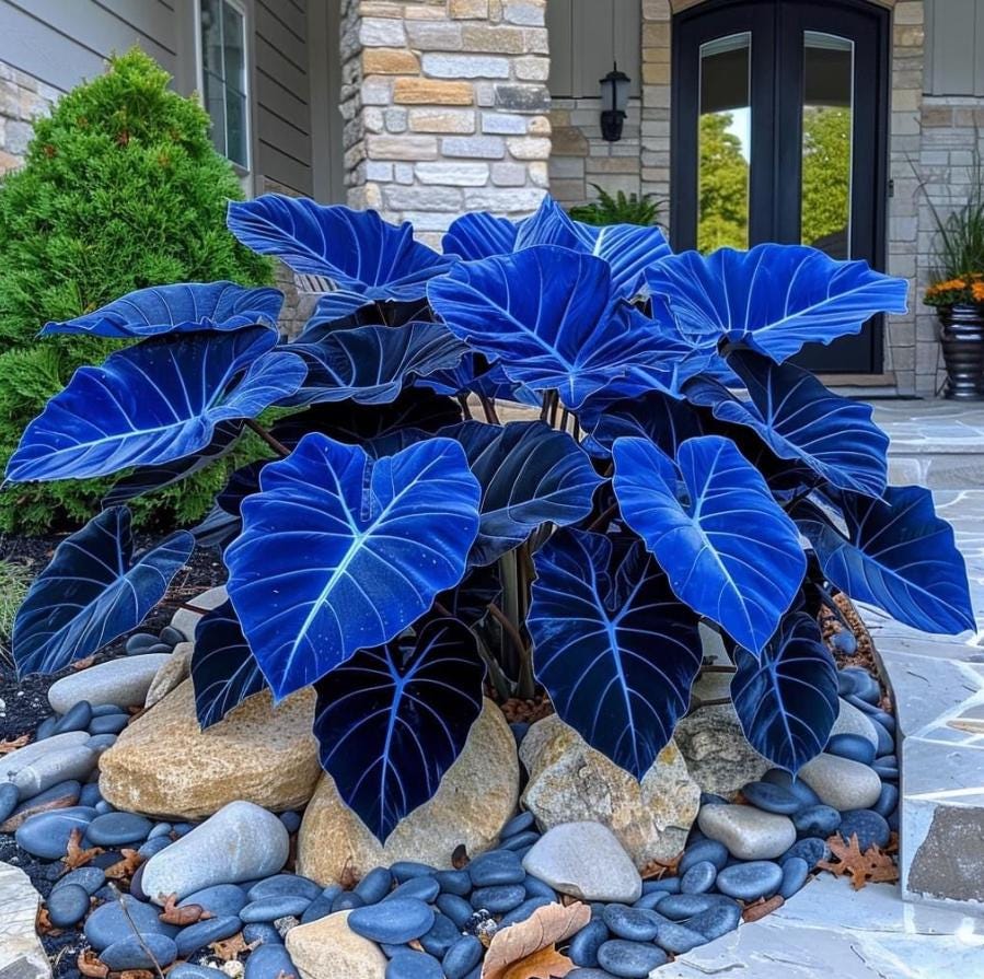 Blue Caladium Coleus Flowers Seed Dwarf Elephant Ear Ornamental Plants ...