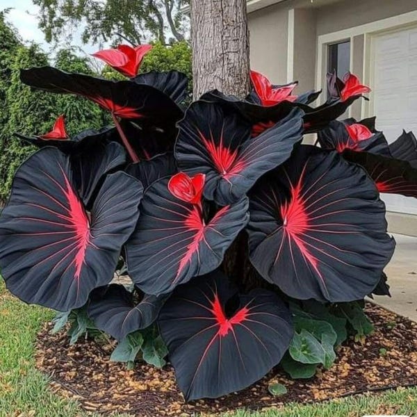Blood of God Plant for Sale - Etsy Canada