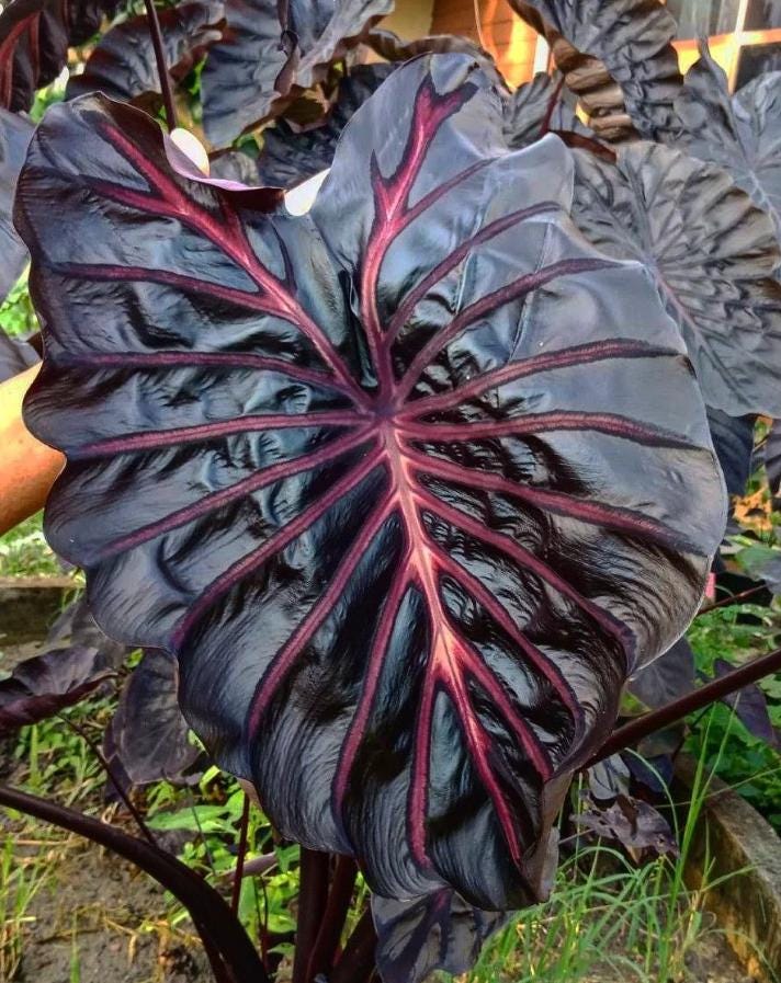 Black Caladium Flowers 100 Seeds Araceae Elephant Ear Heart Jesus Angel ...