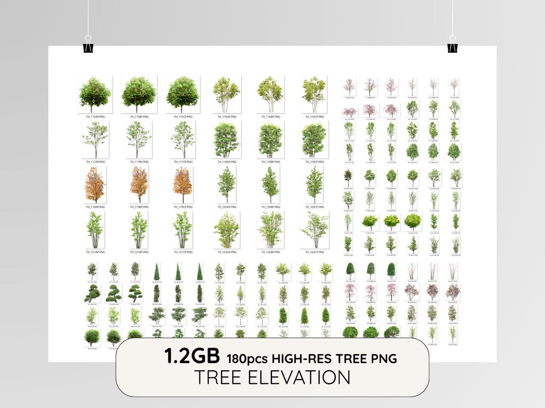 High-resolution Tree Elevation PNG Bundle | 1.2GB Trees Pack ...
