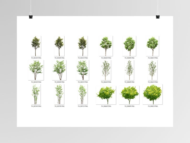 High-resolution Tree Elevation PNG Bundle | 1.2GB Trees Pack ...