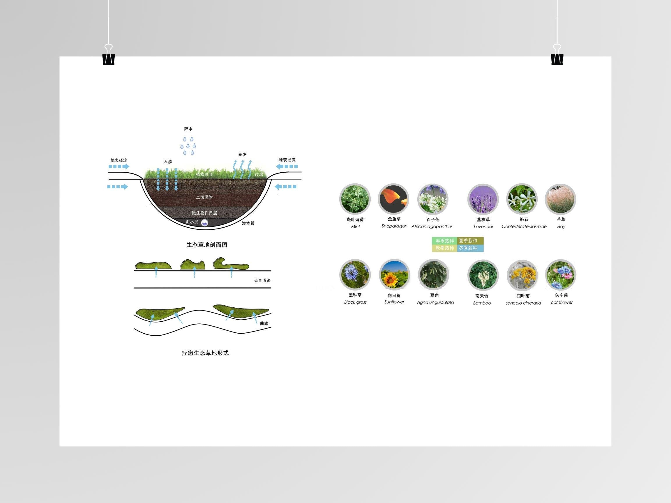 Plant Analysis PSD Template | Landscape Architecture Diagram (digital ...