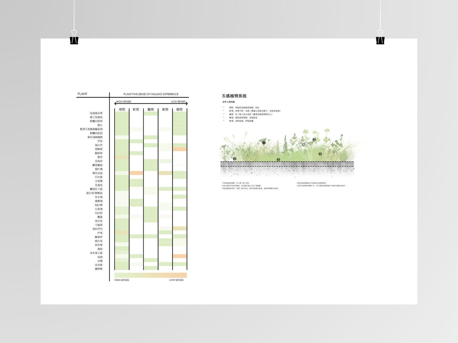 Plant Analysis PSD Template | Landscape Architecture Diagram (digital ...