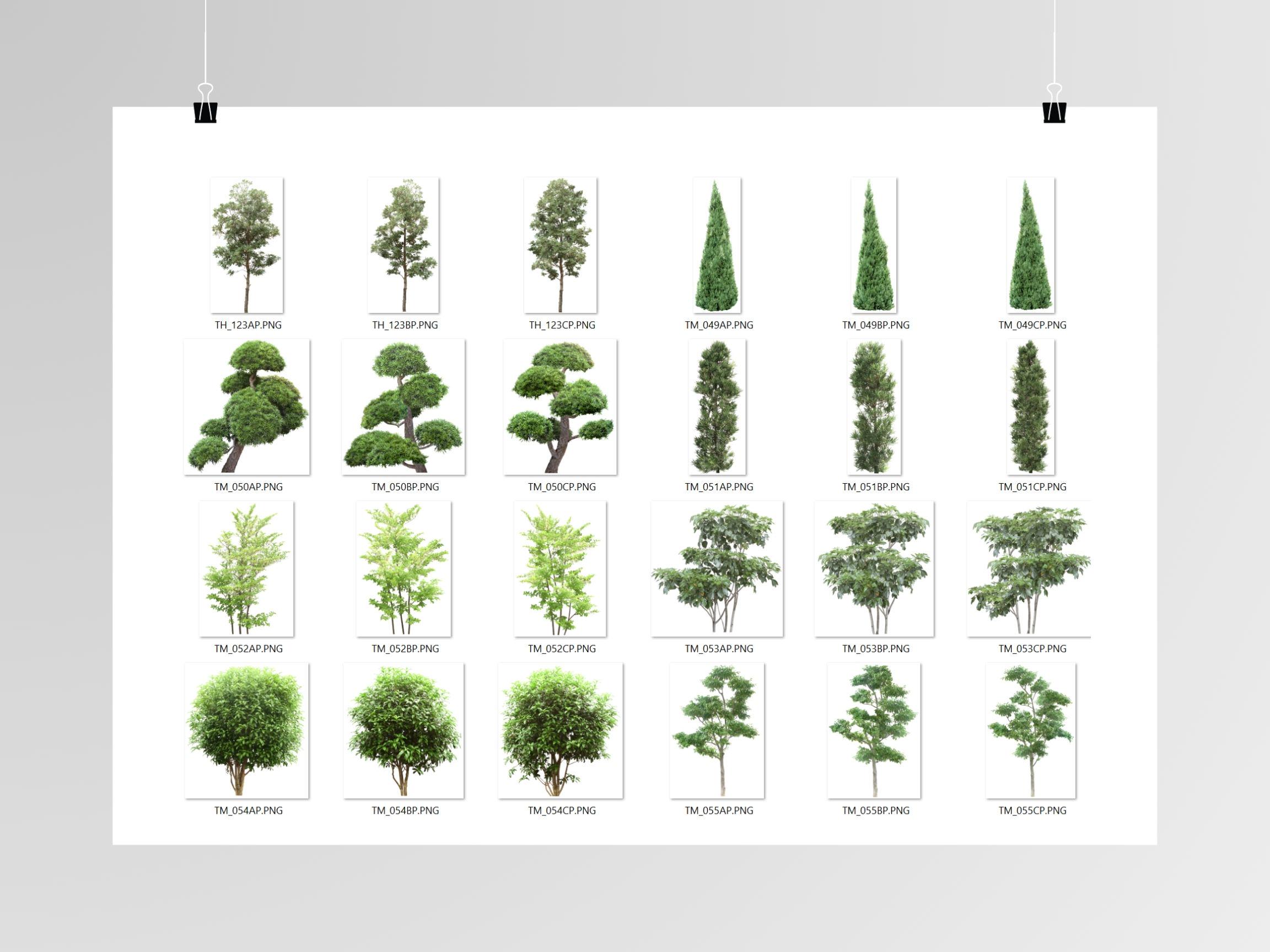 High-resolution Tree Elevation PNG Bundle | 1.2GB Trees Pack ...