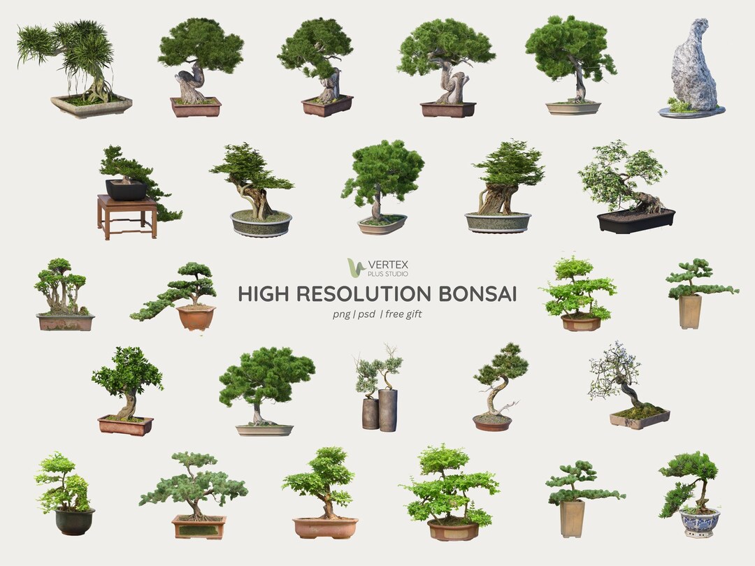 High Resolution Bonsai Tree PNG PSD | Digital Collage Assets - Etsy
