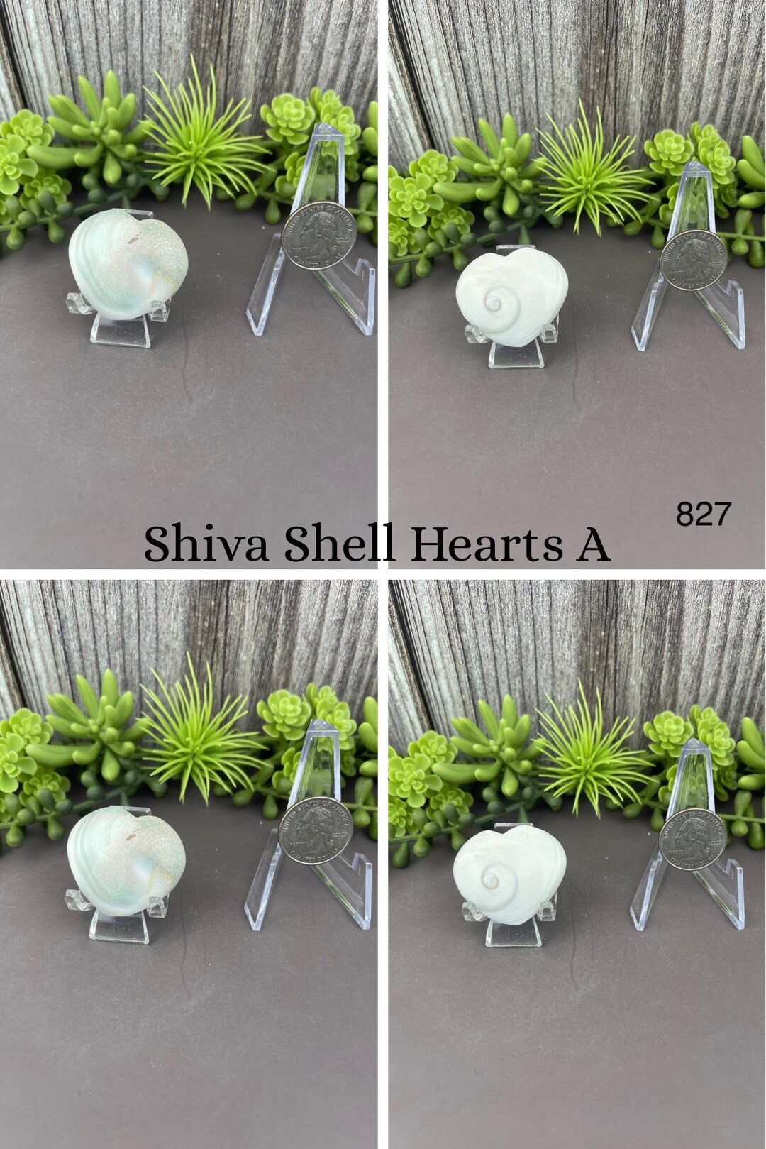 Shiva Shell Heart Carvings - Etsy