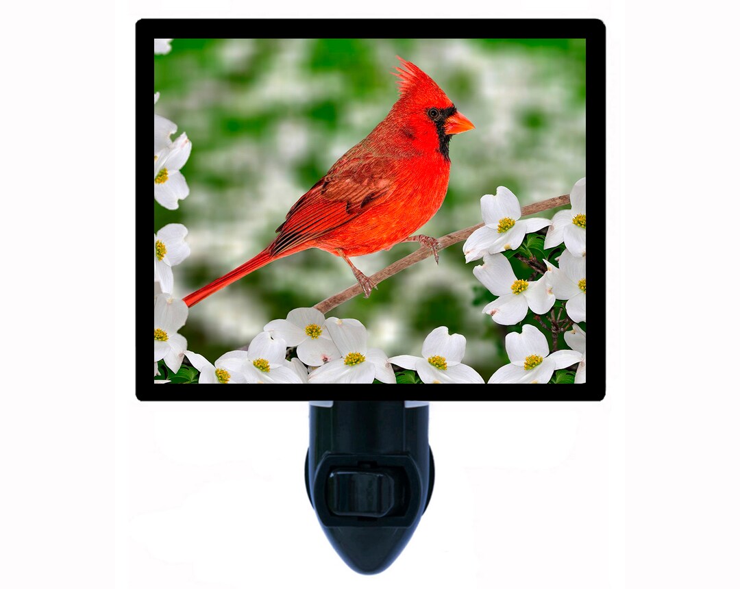 Decorative Photo Night Light, Male Northern Cardinal, Red Bird, Birds ...