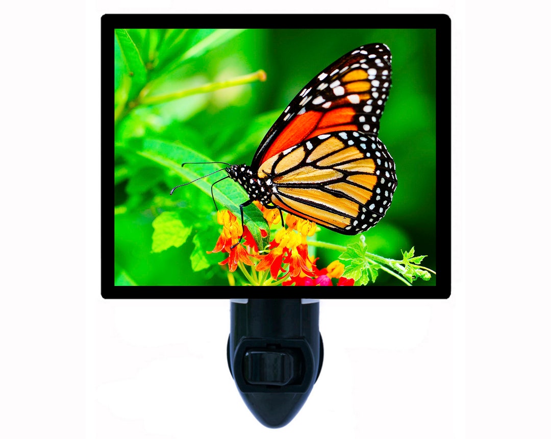Decorative Photo Night Light, Summer Monarch, Butterflies, Monarchs ...