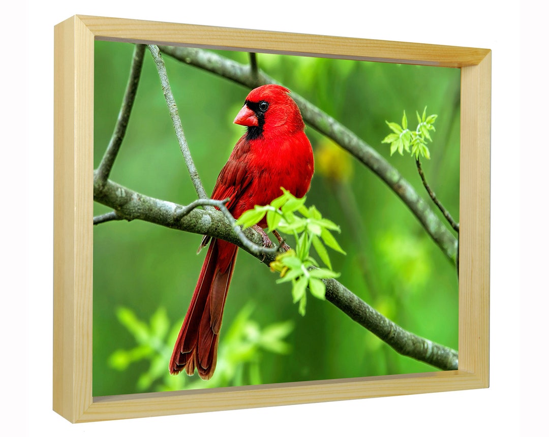 Suncatcher, Cardinal, Red Bird, Summer, Birds - Etsy