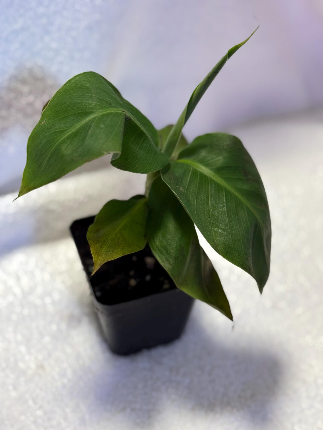 Truly Tiny Banana Plant | Established True Dwarf (2-3ft) | Edible ...