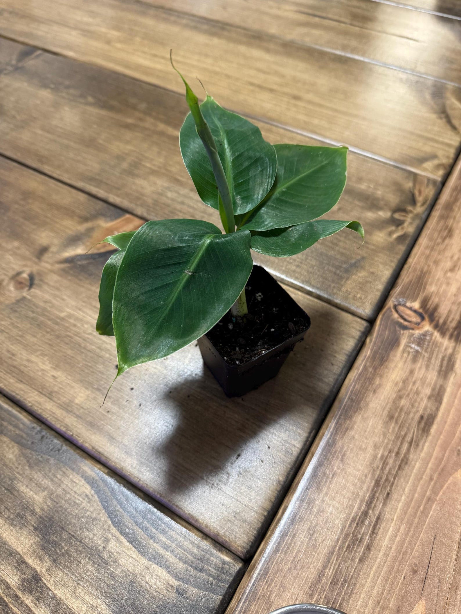 Truly Tiny Banana Plant | Established True Dwarf (2-3ft) | Edible ...