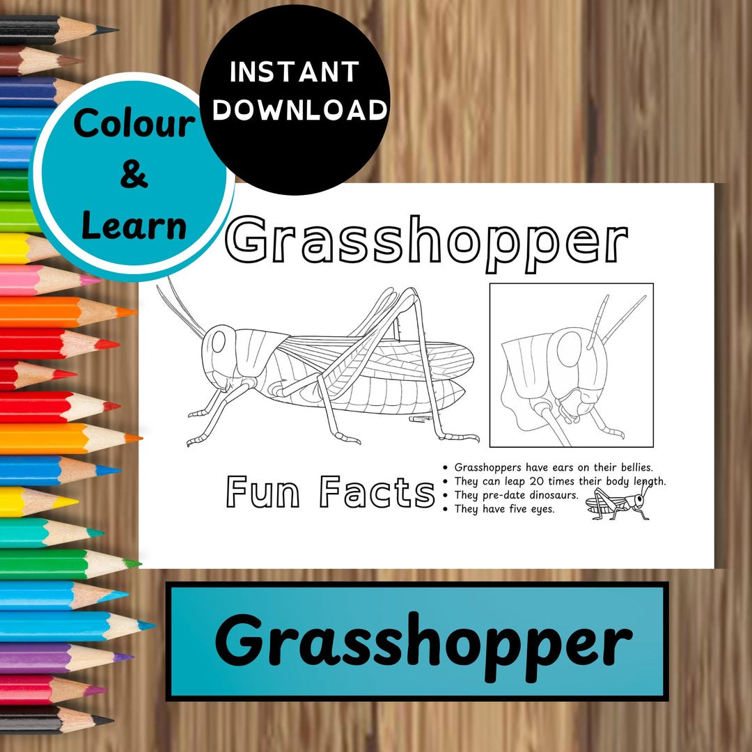 Grasshopper Coloring Page With Facts, A4 Print (PDF Download) - Etsy