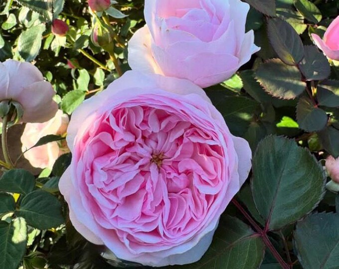 Aushame, Garden Super Star Rose, +54english Pink Rose, Beautiful Cut ...