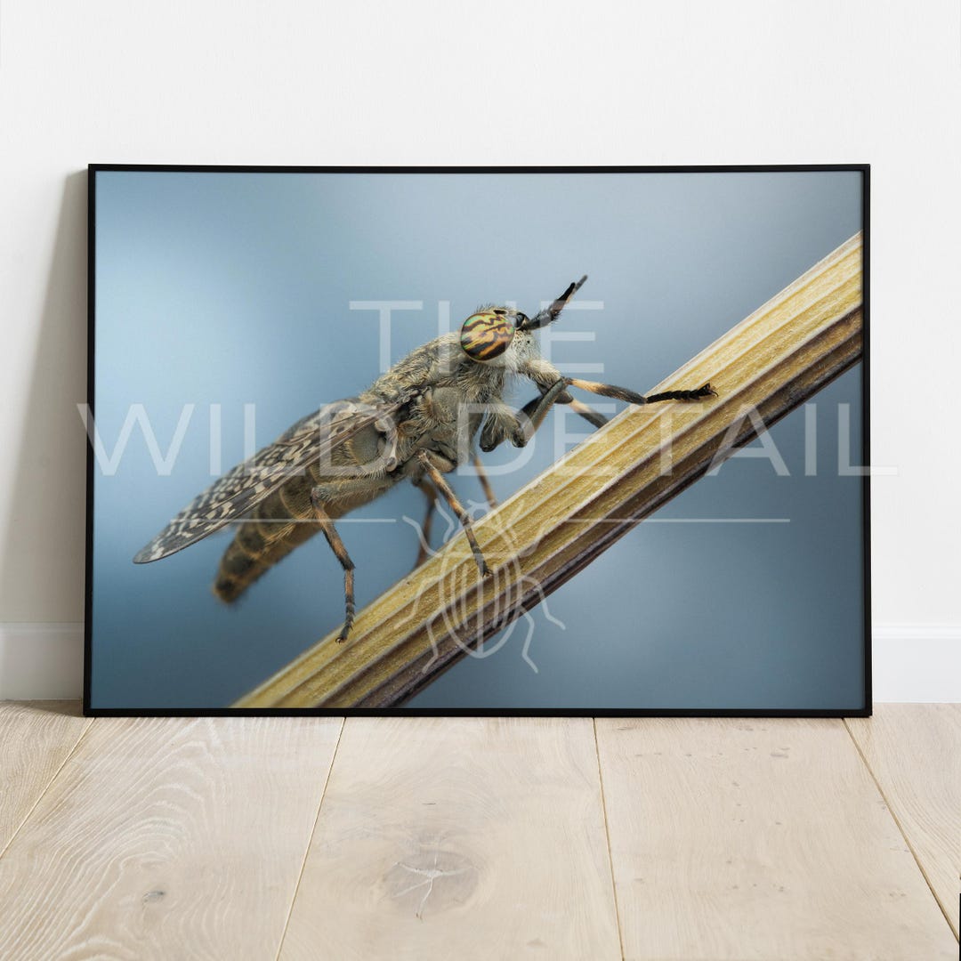 Schwammspinner Raupe | Insekten Makro Wandkunst | Natur Fotografie ...