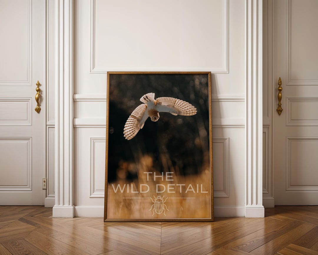 Breathtaking Barn Owl in Flight Print | Majestic British Wildlife ...