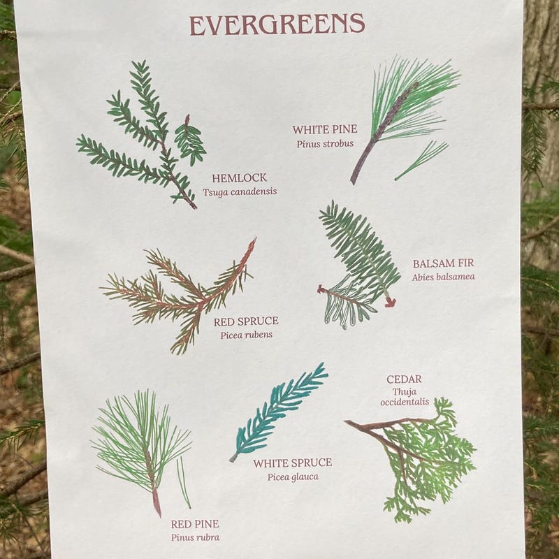 Evergreen Tree Id - Etsy