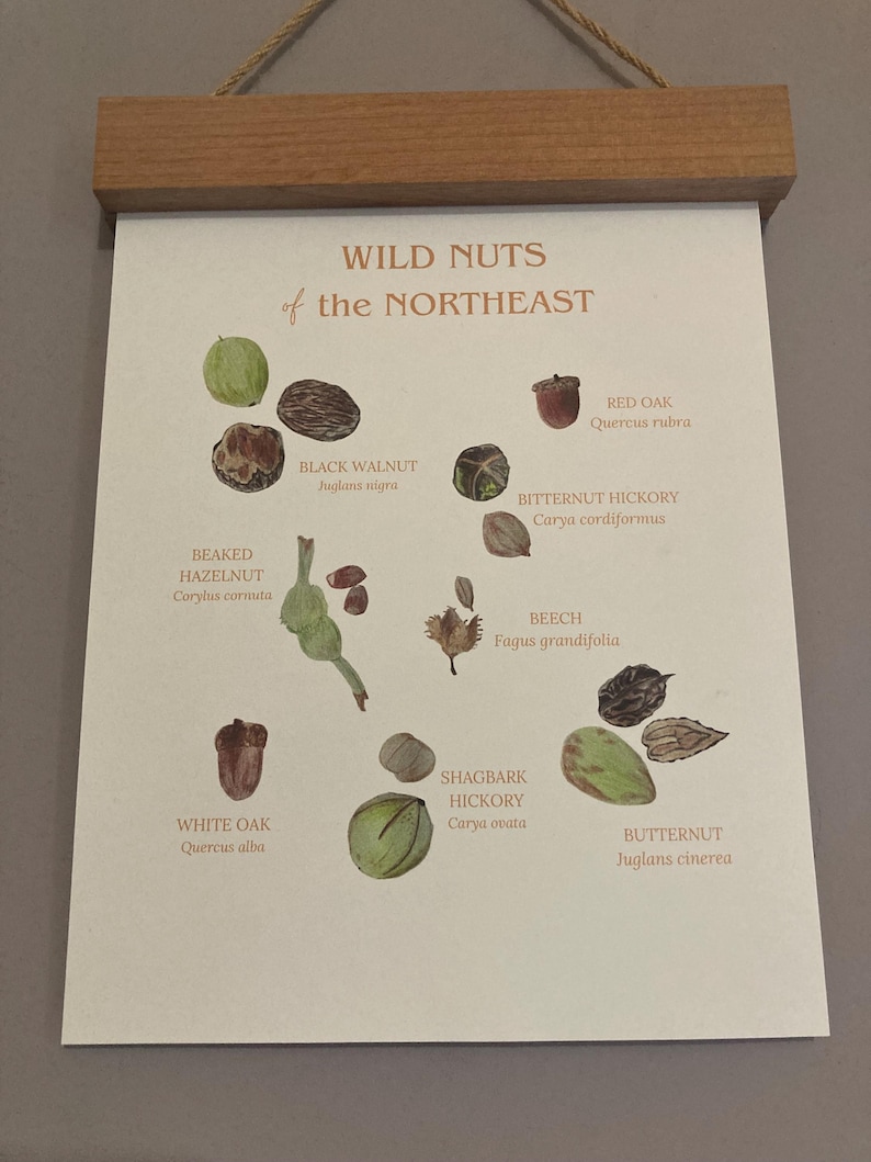 Wild Nuts of Northeastern US Poster: Nature ID Art (PDF Download 8 ...