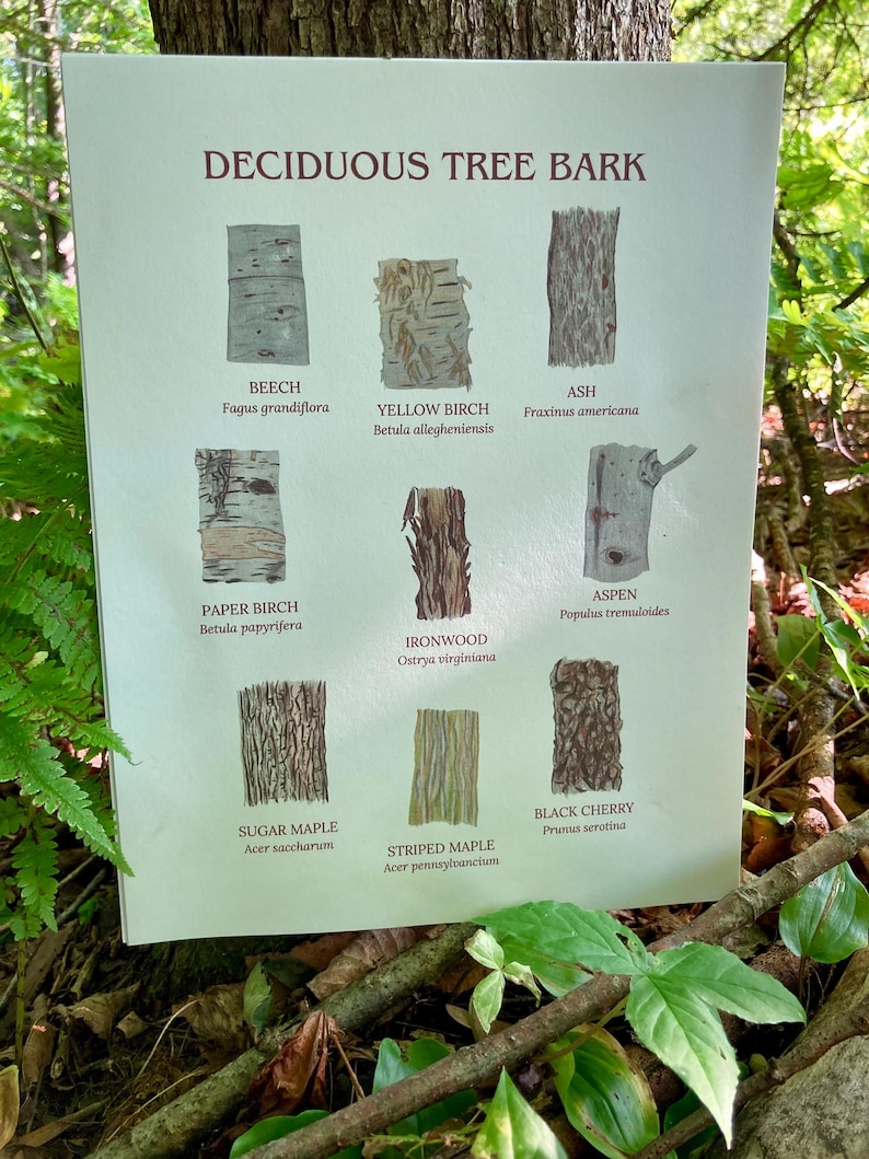 Printable 8.5 X 11 Deciduous Tree Bark Nature ID Artwork PDF Poster for ...