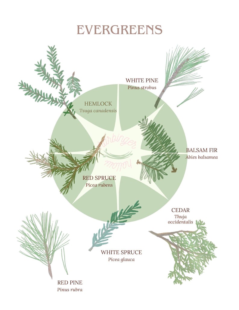 Evergreen Tree Identification Poster: Homeschool Nature Study Art (PDF ...