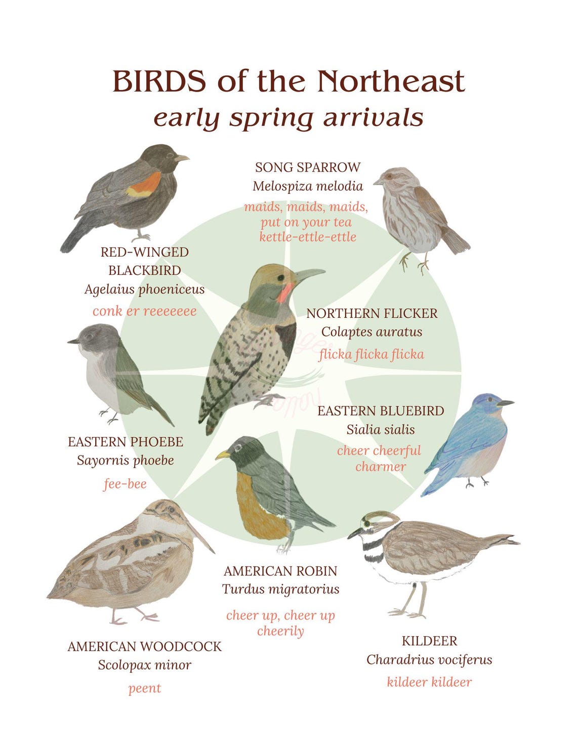 Spring Birds of Northeast US: Nature ID Poster for Homeschool (PDF ...