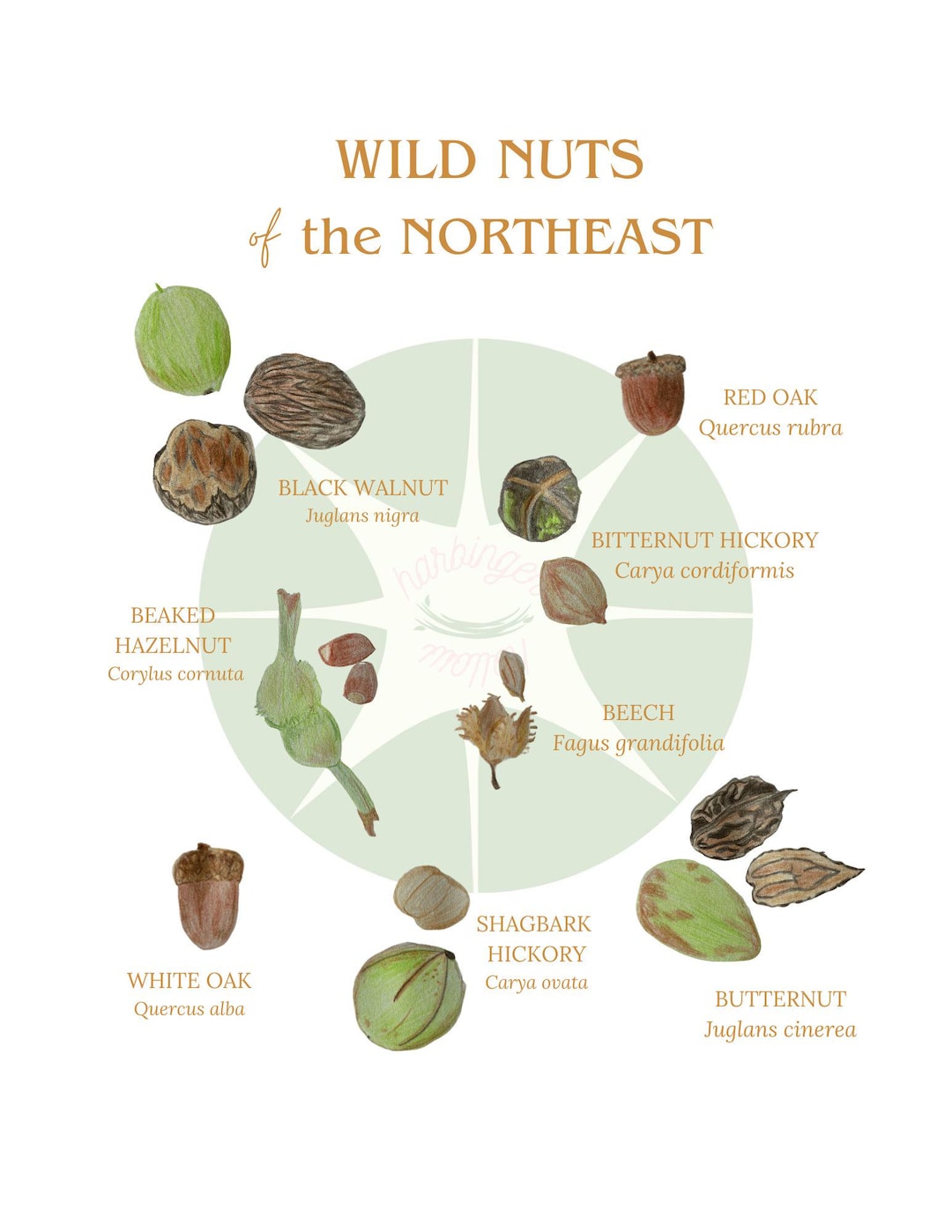 Wild Nuts of Northeastern US Poster: Nature ID Art (PDF Download 8 ...