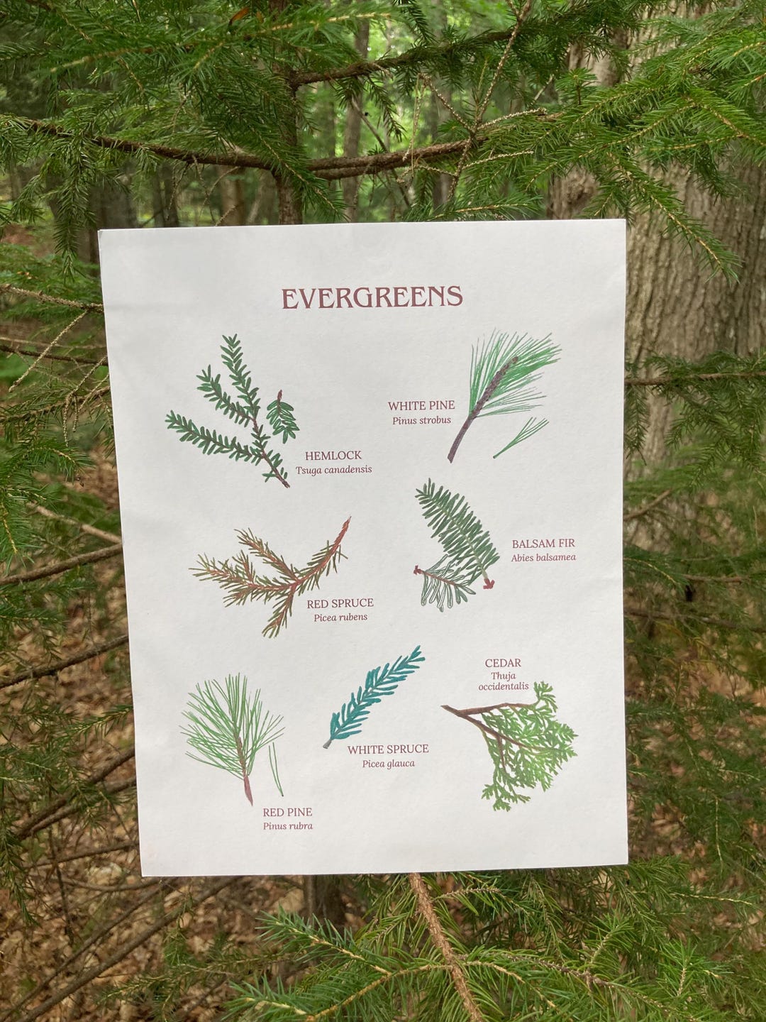 Evergreen Tree Identification Poster: Homeschool Nature Study Art (PDF ...