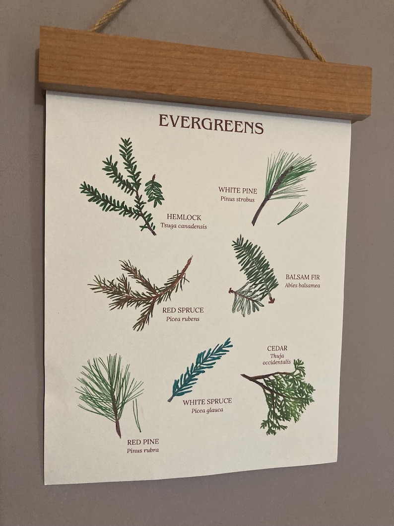 Evergreen Tree Identification Poster: Homeschool Nature Study Art (PDF ...