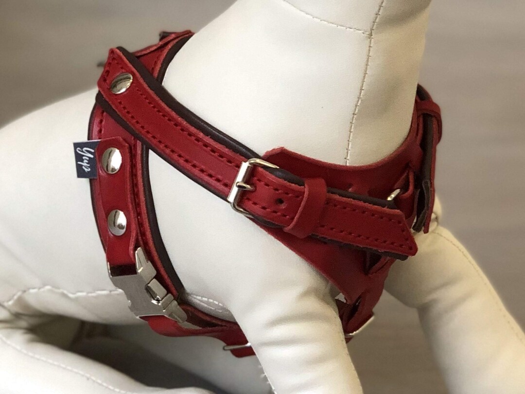 Padded Leather Y Front Dog Harness in 5 Colors Ideal for All Sizes - Etsy