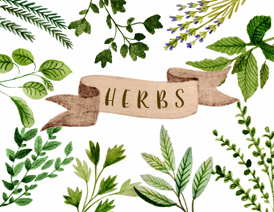 Botanical Clipart, Herbs Clipart, Watercolor Botanicals Clipart ...