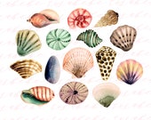 Seashell Clipart Beach Clipart Sea Clipartsummer Clipart - Etsy