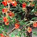 Wire Art Tree "apple Tree" Stained Glass Paints, Sculpture, Unique ...