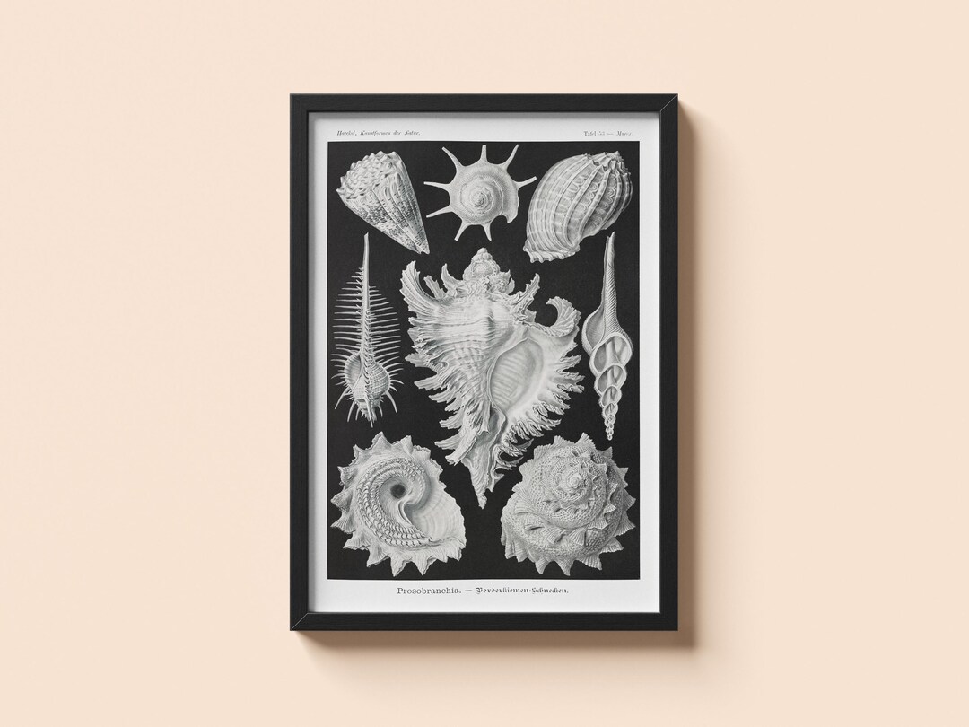 Vintage Snail Poster - Ernst Haeckel - Shell Art Wall Decor - Etsy