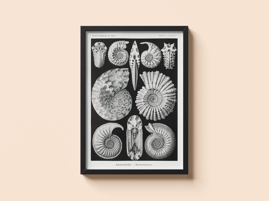 Vintage Ammonite Poster - Ernst Haeckel - Fossil Shell Wall Art - Etsy