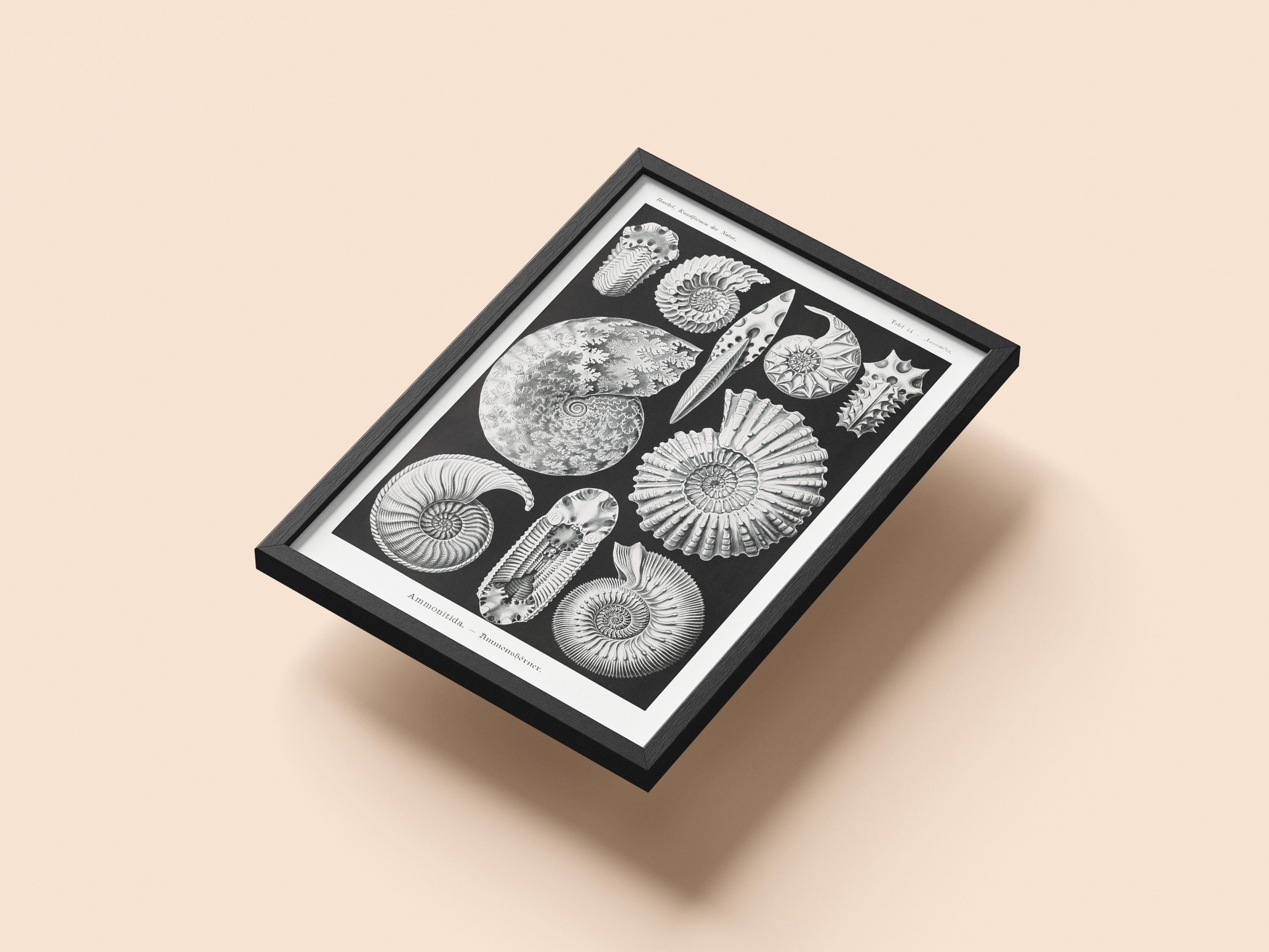 Vintage Ammonite Poster - Ernst Haeckel - Fossil Shell Wall Art - Etsy