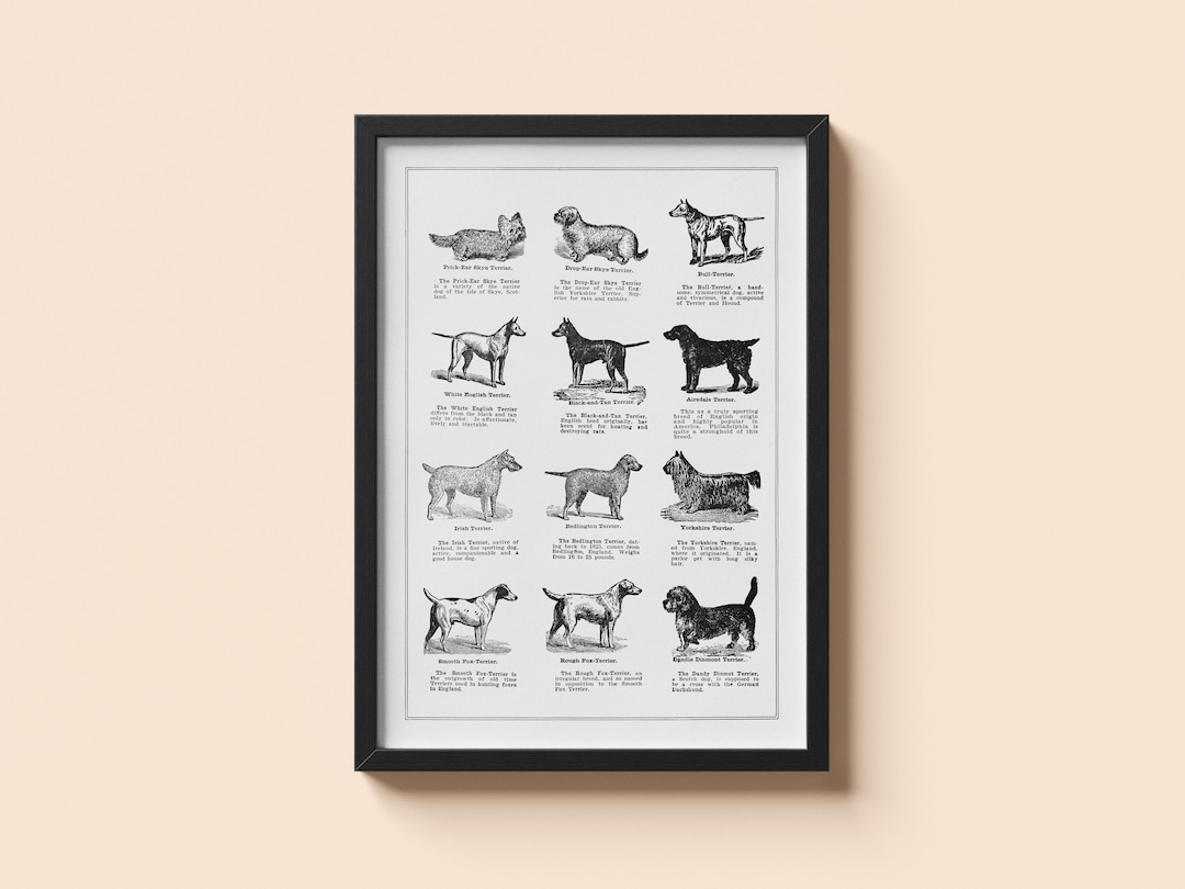 Vintage Dog Breeds Poster - Thomas E Hill - Black and White Canine Wall ...