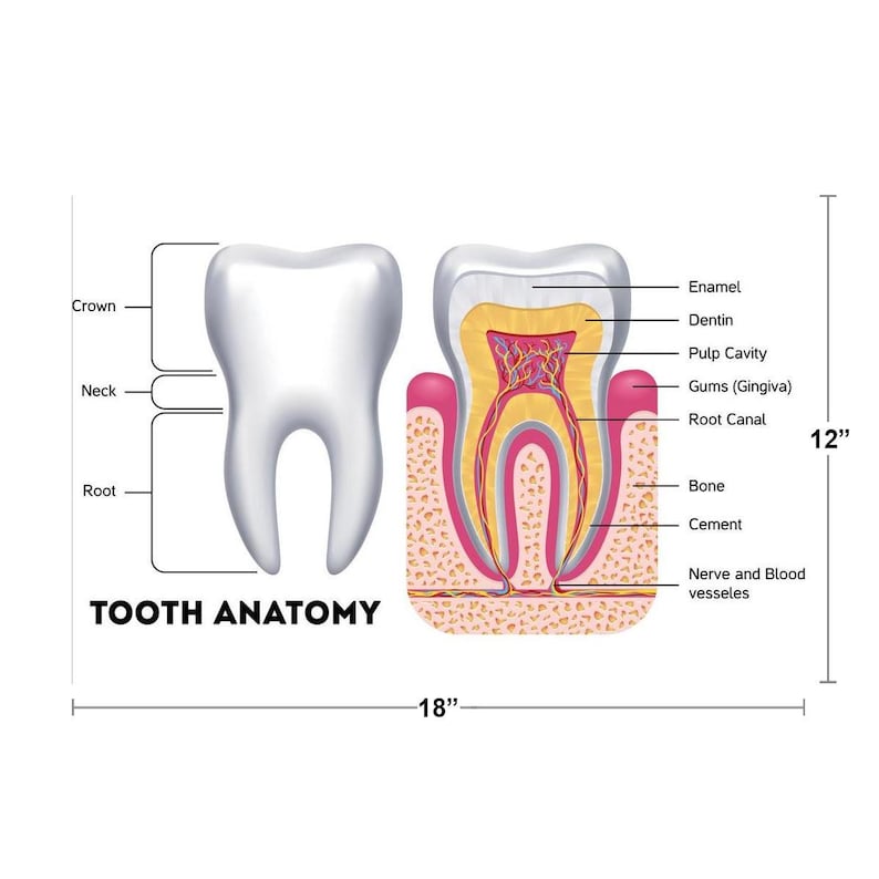 Human Tooth Anatomy Cross Section Dental Diagram Poster 18x12 - Etsy