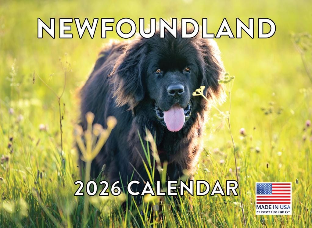 Newfoundland Calendar 2026 Newfie Monthly Wall Calender 12 Month ...