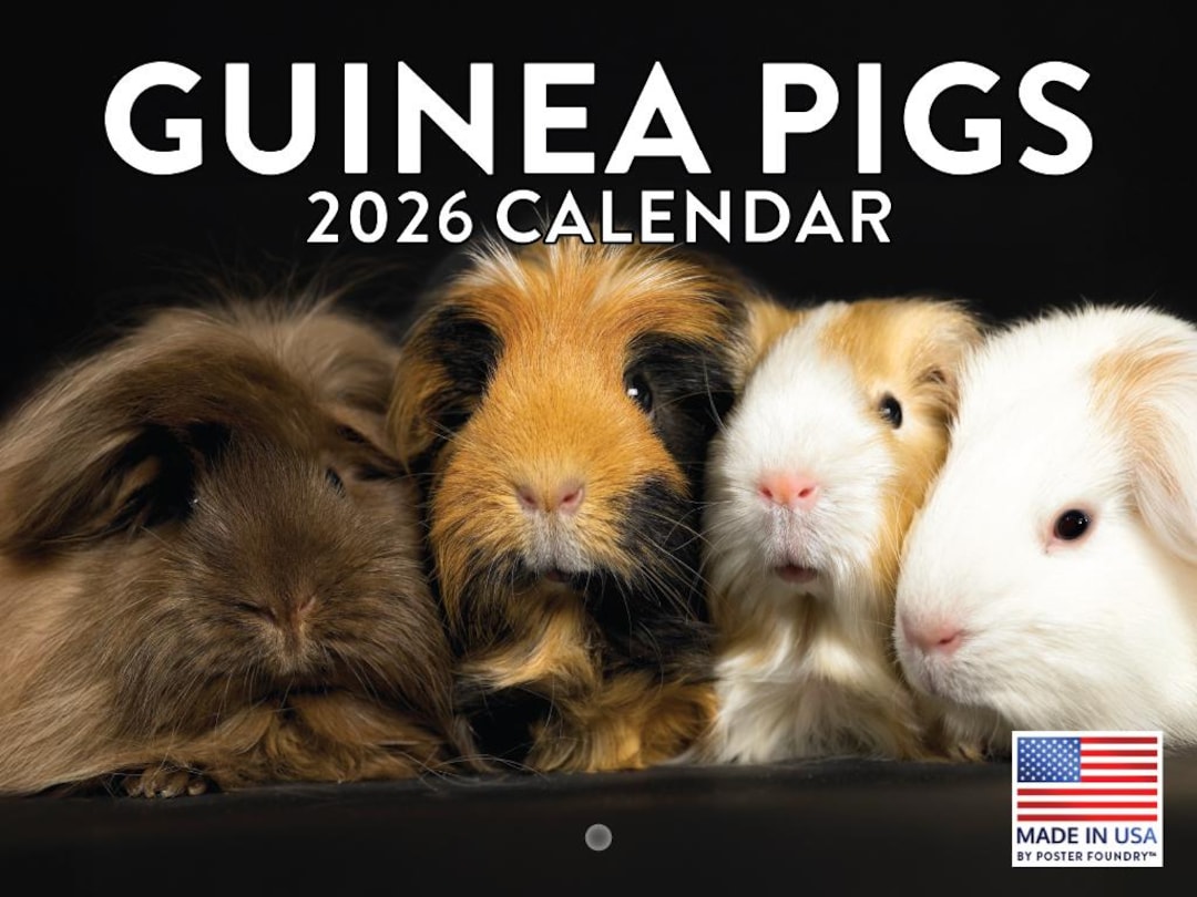Guinea Pig Calendar 2026 Monthly Wall Calender 12 Month | American Made ...