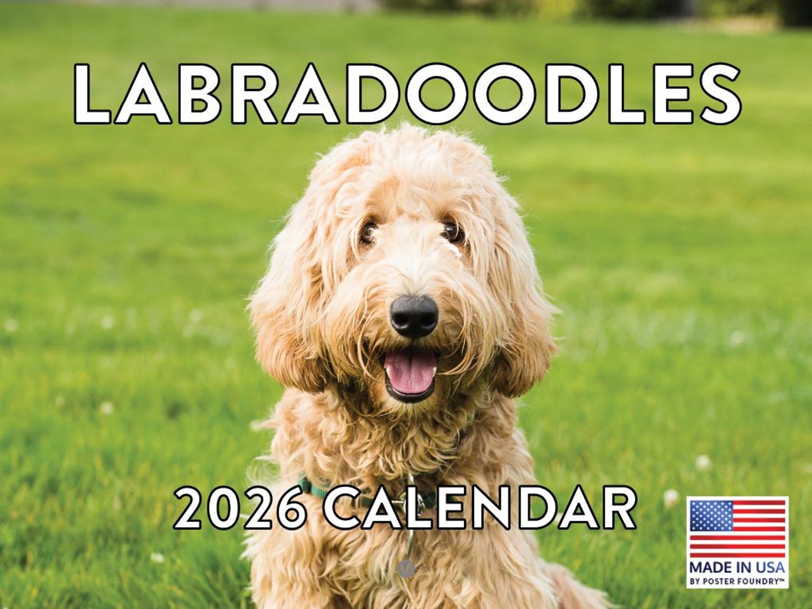 Labradoodle Calendar 2026 Monthly Wall Calender 12 Month | American ...