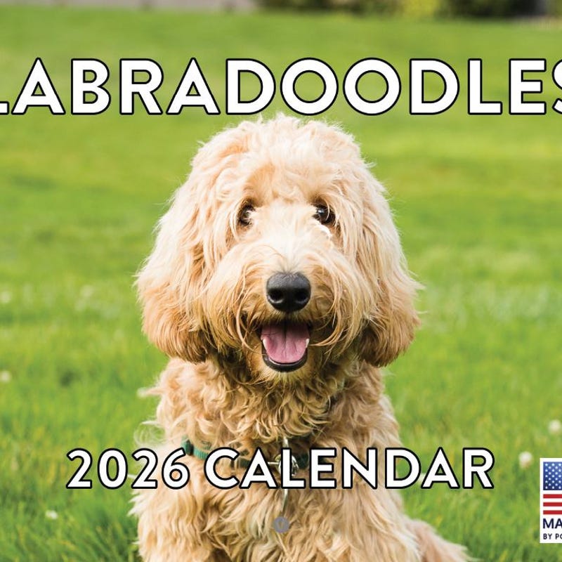 Labradoodle Gifts - 60+ Gift Ideas for 2026
