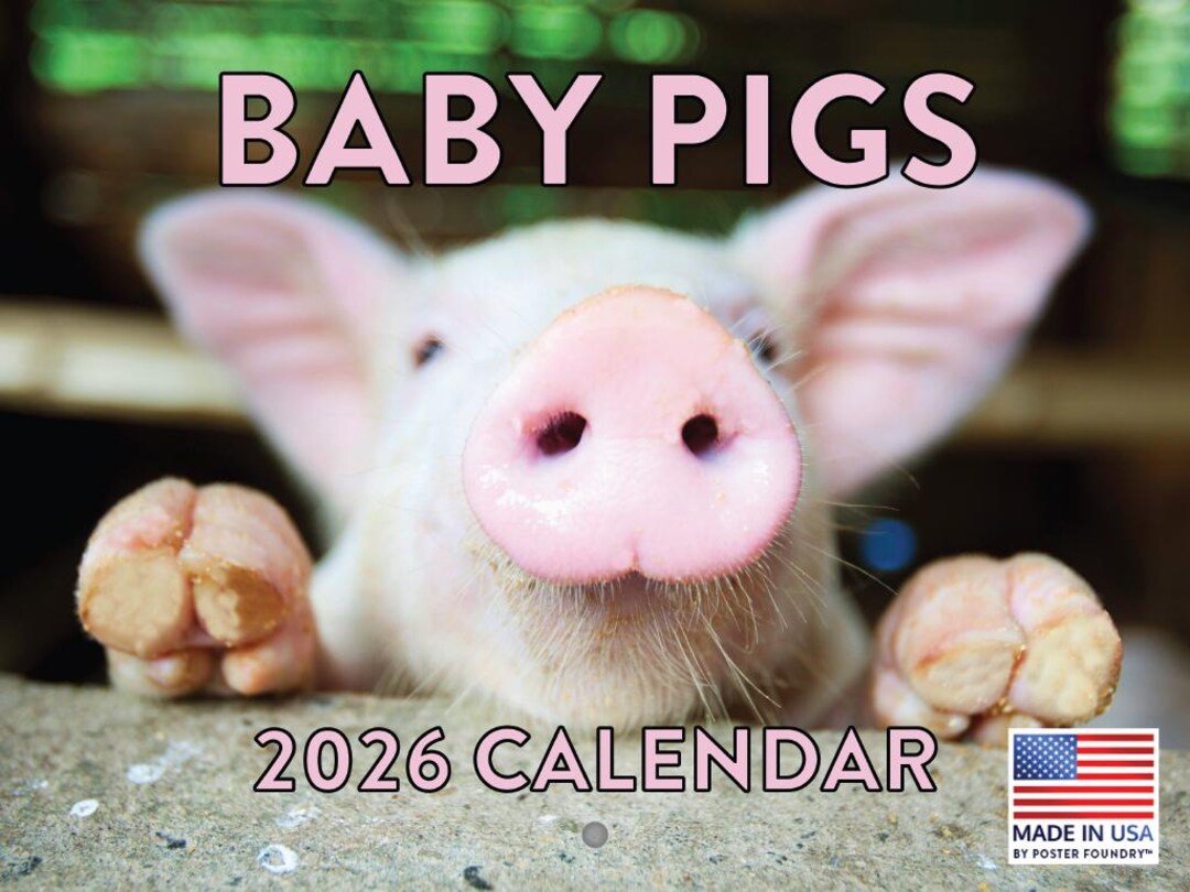Baby Pig Calendar 2026 Piglet Monthly Wall Calender 12 Month | American ...