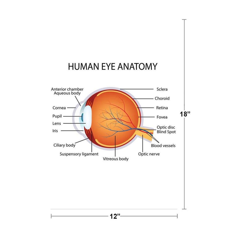 Human Eye Anatomy Classroom Diagram Educational Chart Cool Wall Art ...