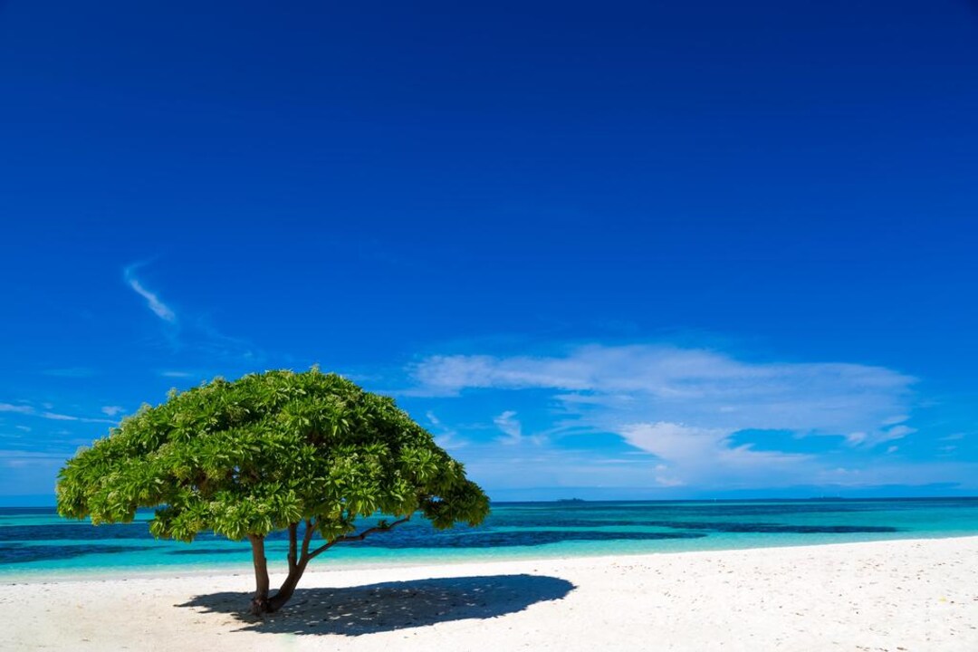 Maldives Beach Print, Green Tree Photo, Tropical Wall Art (18x12) - Etsy