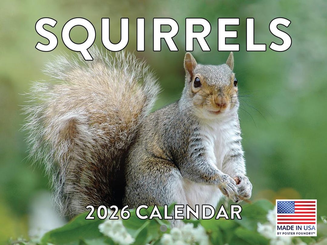 Squirrel Calendar 2026 Monthly Wall Calender 12 Month | American Made ...
