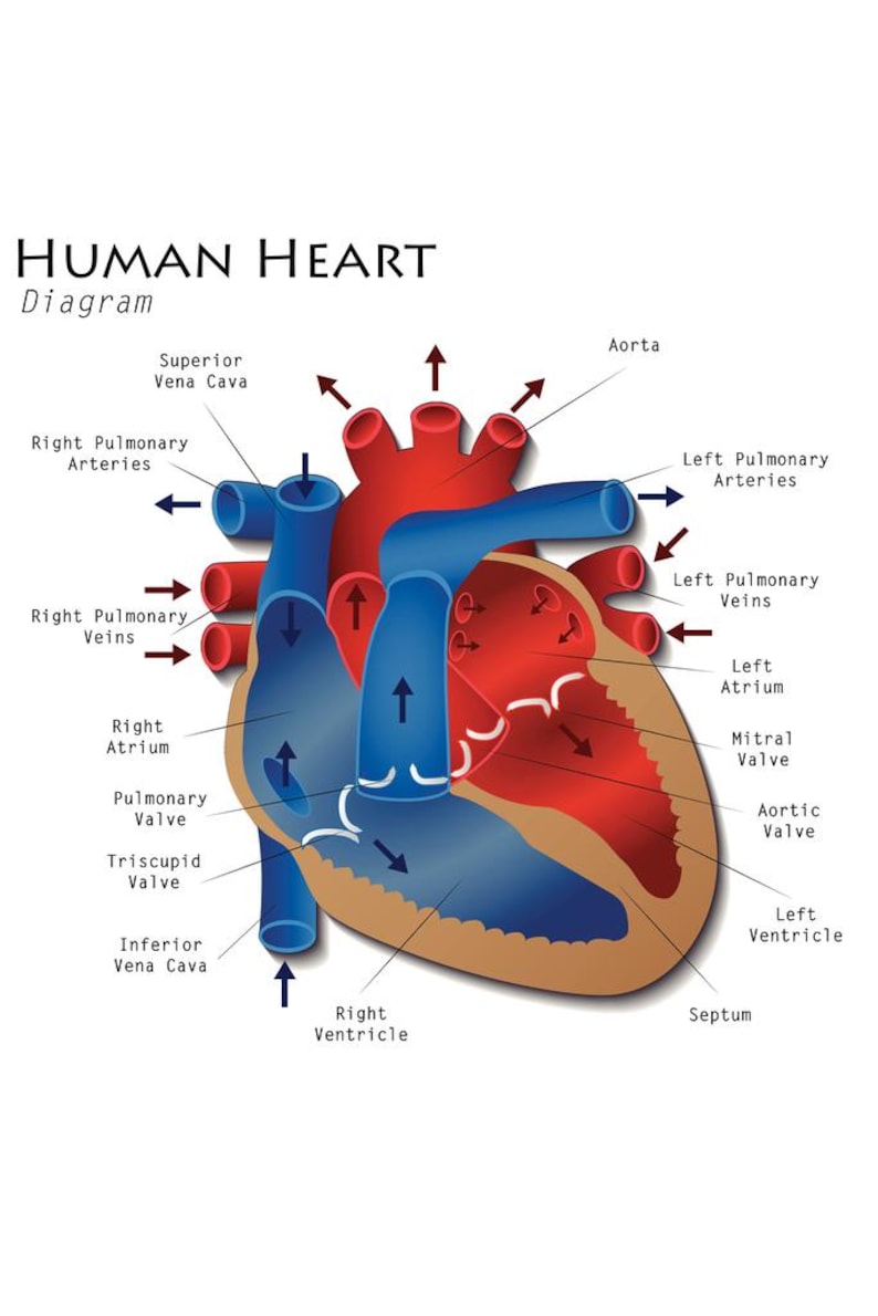 Human Heart Diagram Anatomy Diagram Educational Chart Cool Wall Art ...