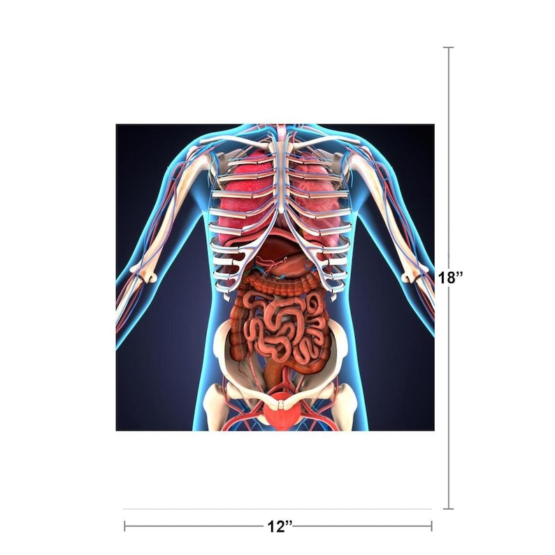Human Body Organs Skeletal System 3D Illustration Educational Chart ...